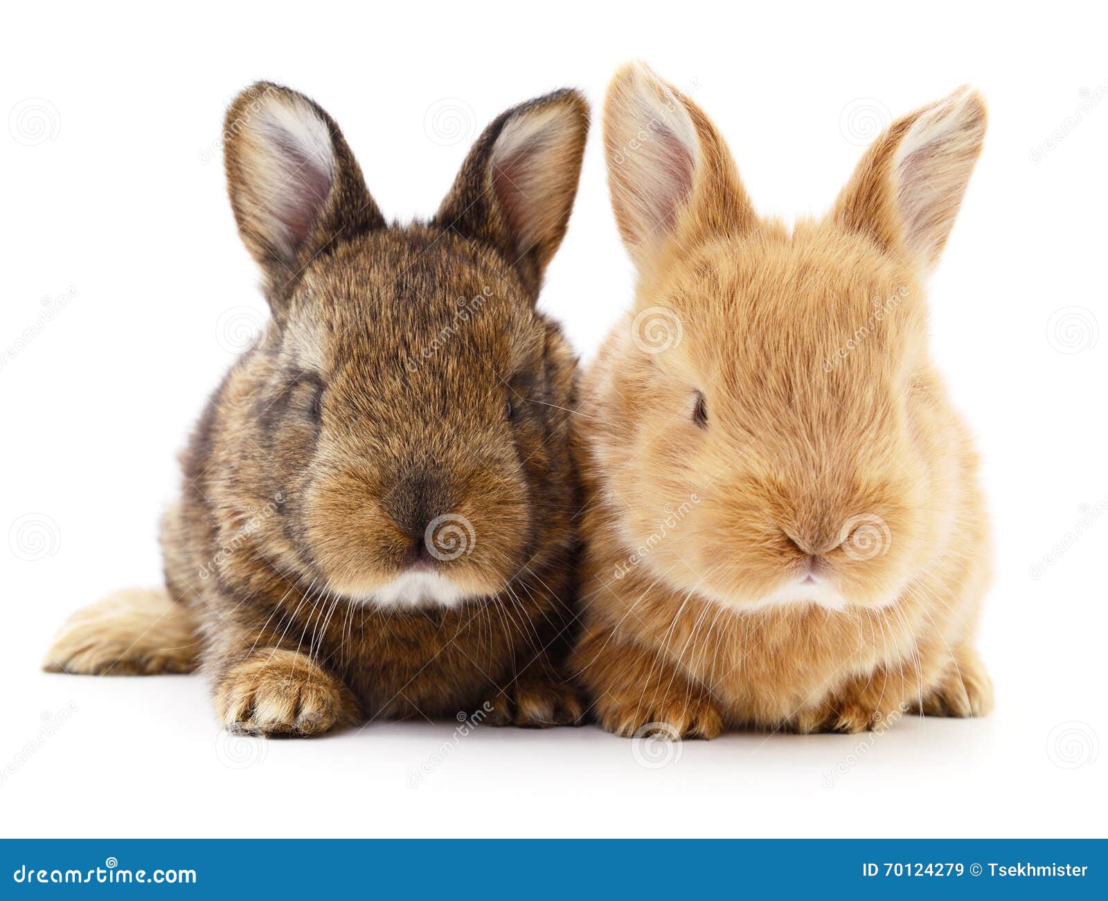 Two bunny rabbits. stock image. Image of rabbit, brown - 70124279