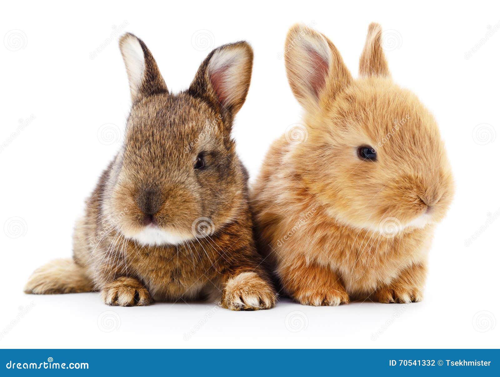Two bunny rabbits. stock photo. Image of color, sitting - 70541332