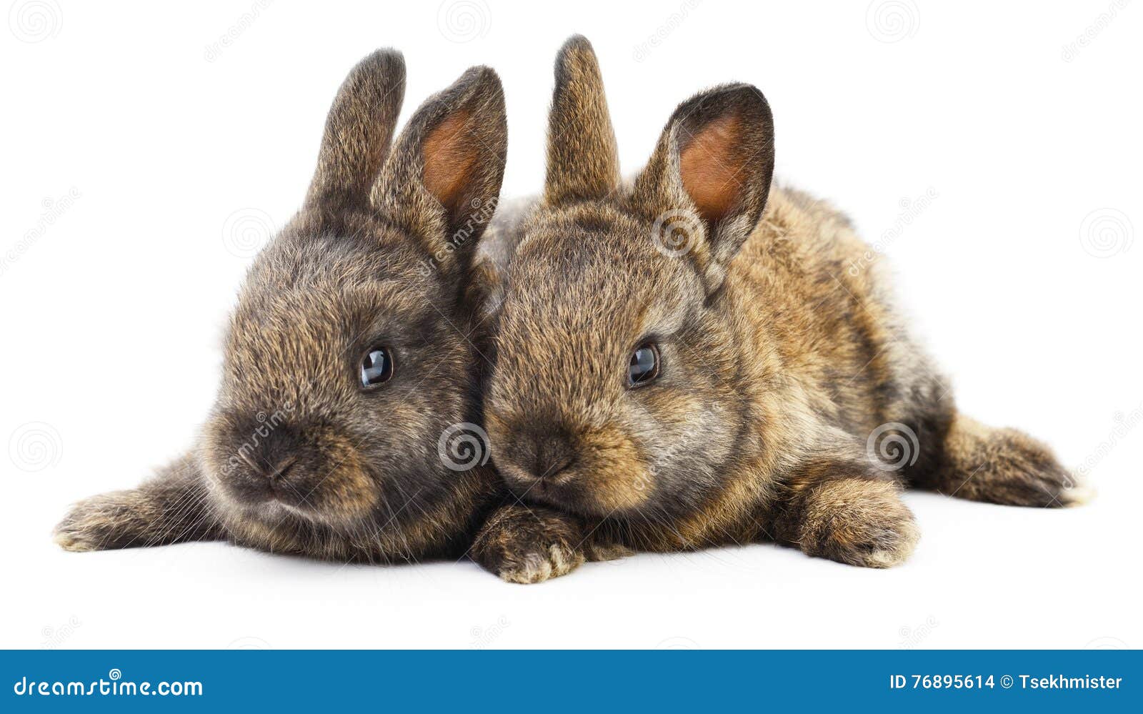 Two bunny rabbits. stock photo. Image of color, rabbit - 76895614