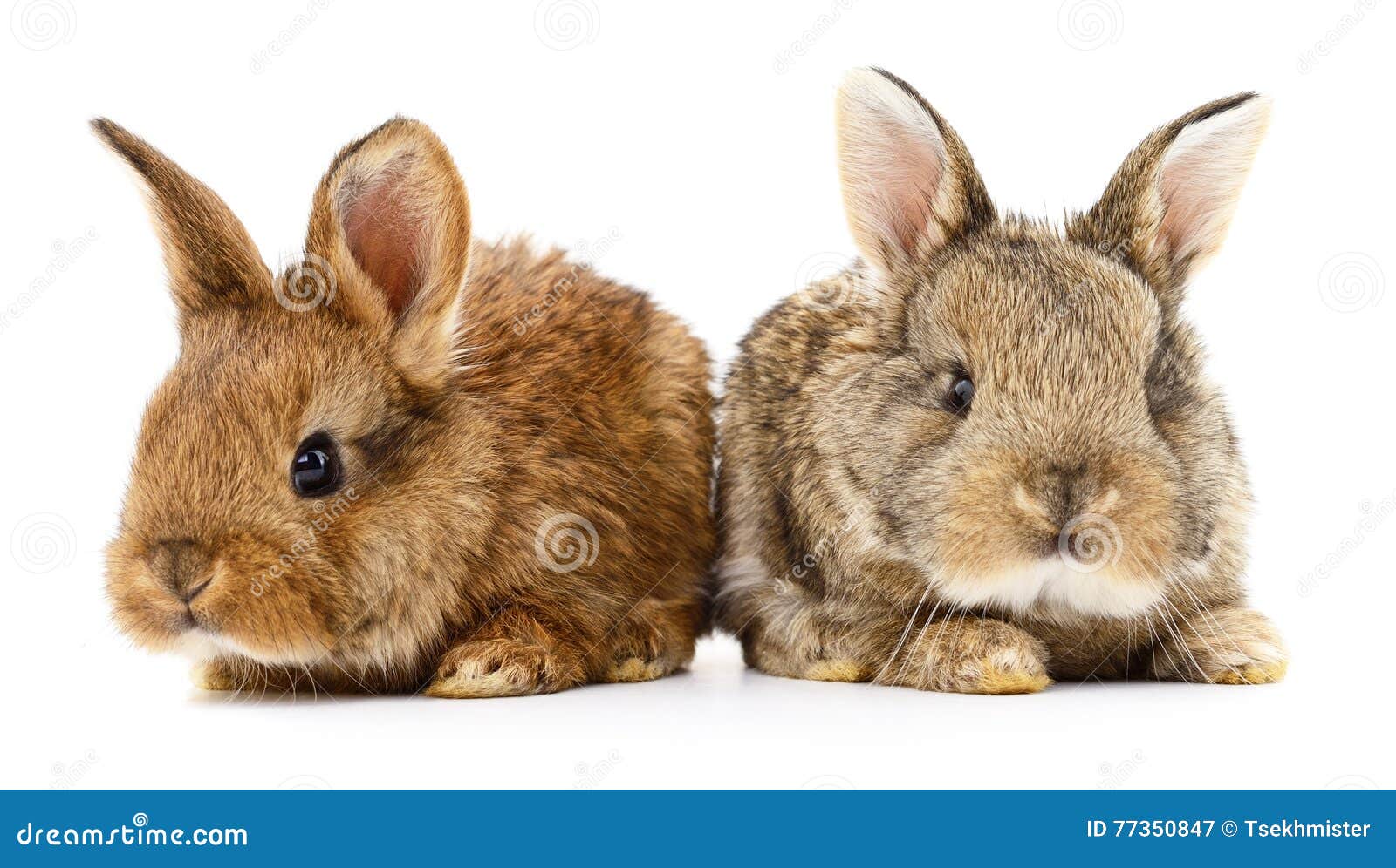 Two bunny rabbits. stock image. Image of rabbits, domestic - 77350847