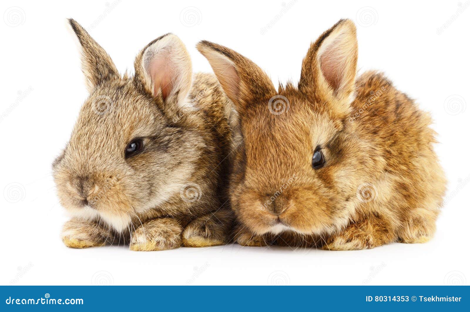Two bunny rabbits. stock image. Image of isolated, agriculture - 80314353