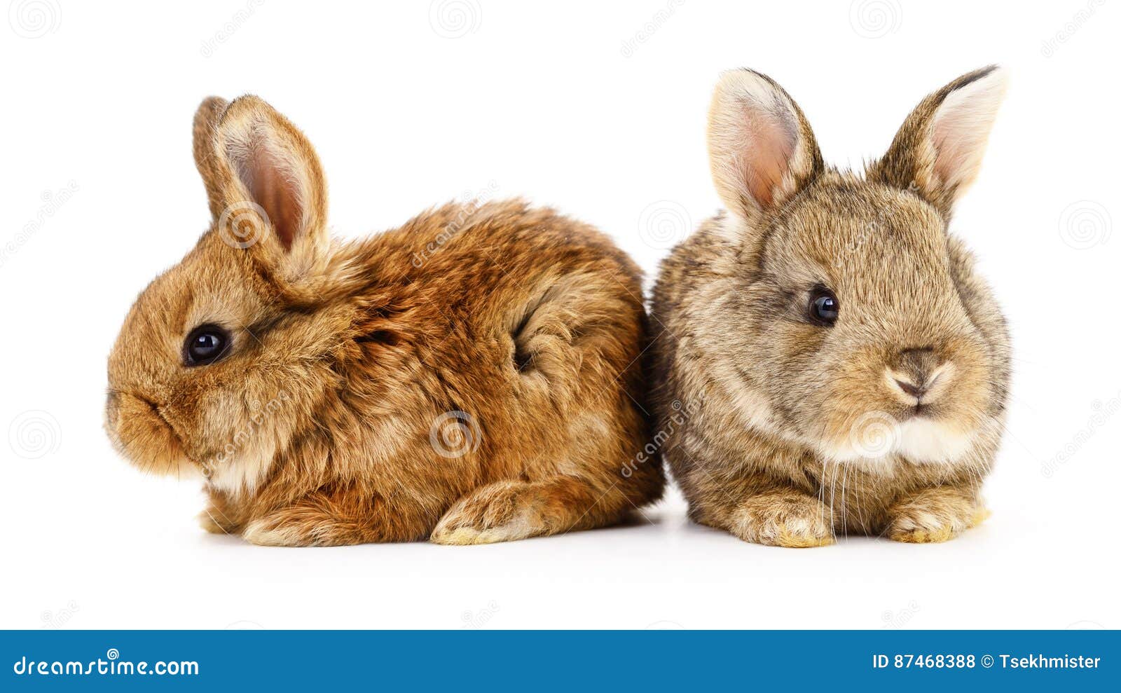 Two bunny rabbits. stock photo. Image of brown, cute - 87468388