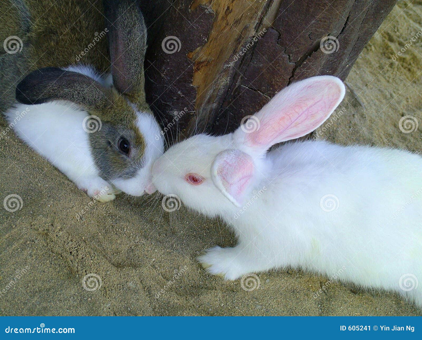 Two Bunnys stock image. Image of dual, stump, nature, outdoor - 605241