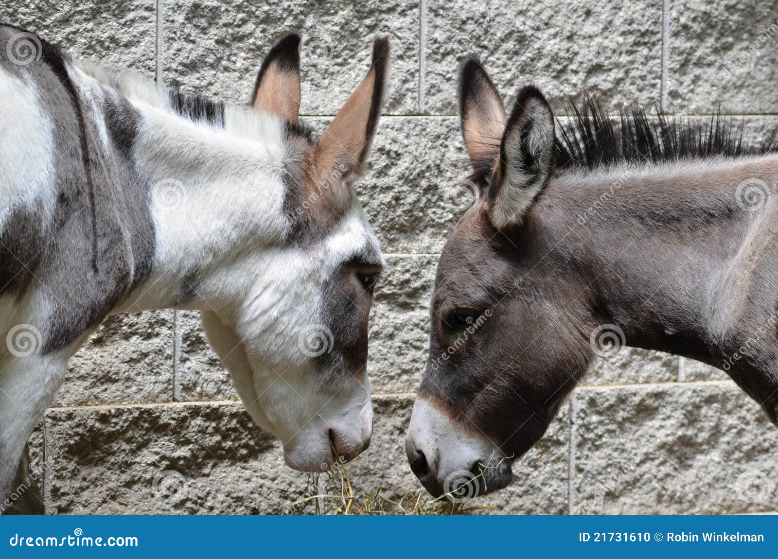 Two burros stock photo. Image of head, looking, noses - 21731610
