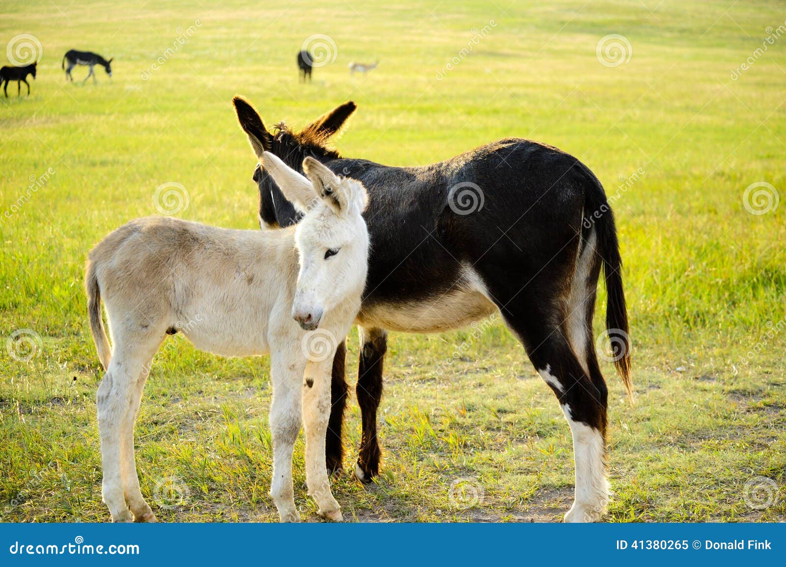 Two Burros stock image. Image of field, equus, cute, burro - 41380265