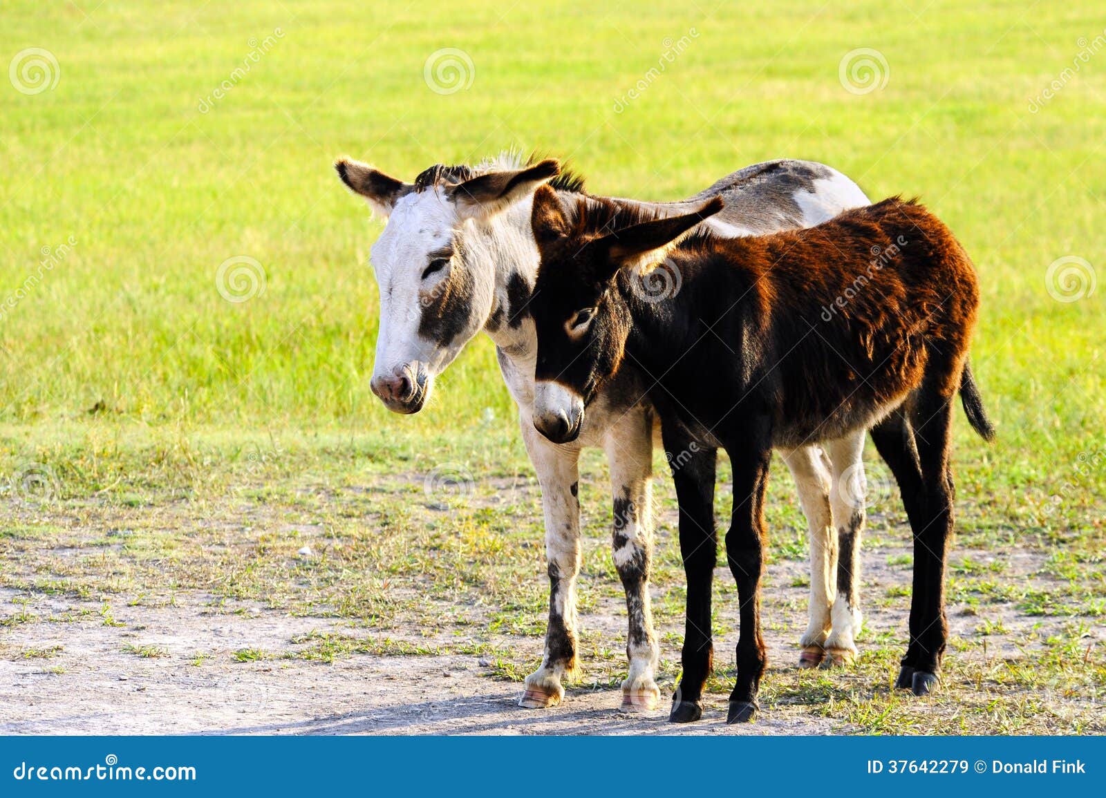 Two Burros stock image. Image of dakota, equus, state - 37642279