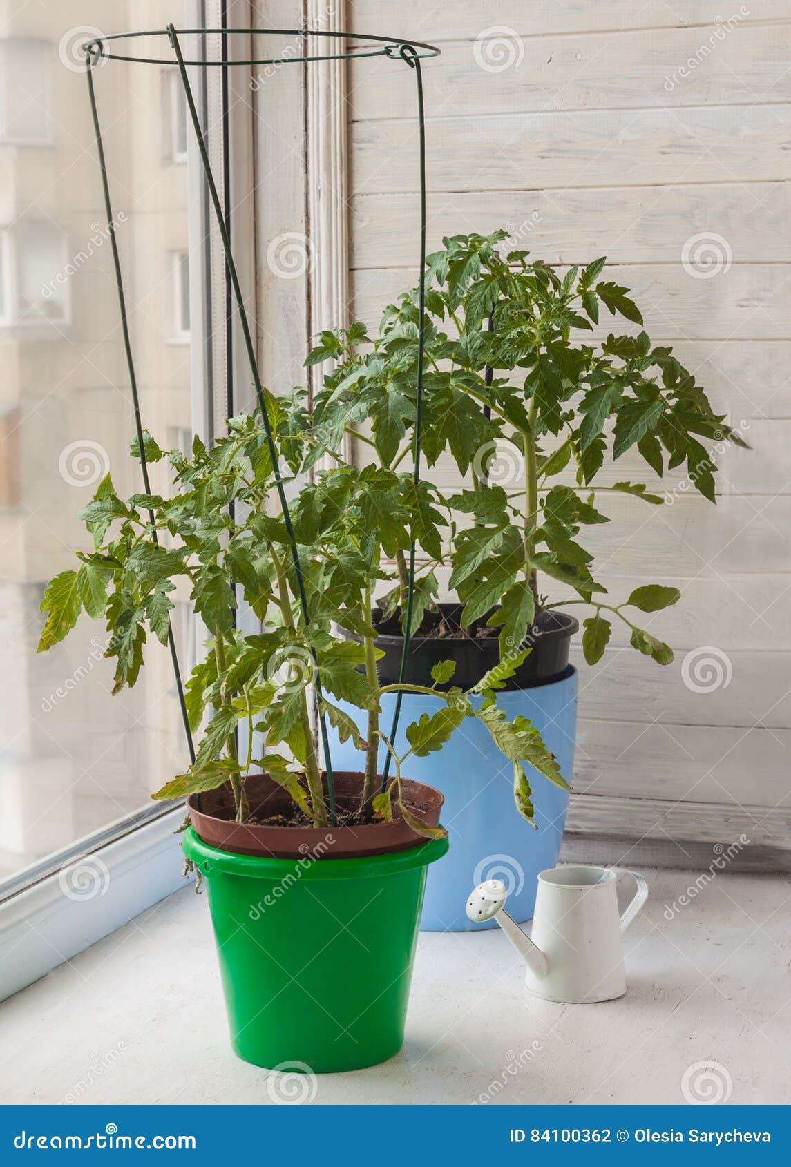 Two Bush Tomatoes on the Window Stock Photo - Image of fresh, growing ...