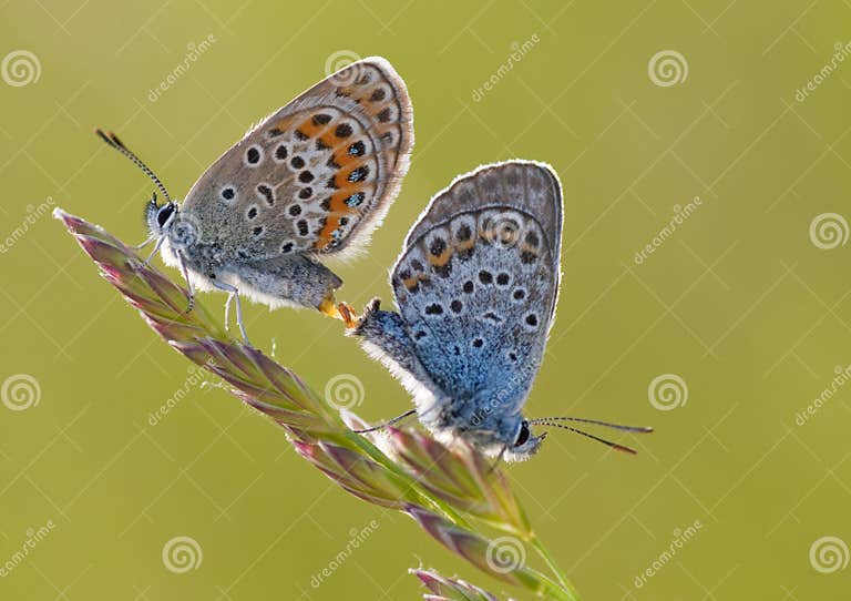 Two butterflies stock image. Image of love, view, butterflies - 10747787