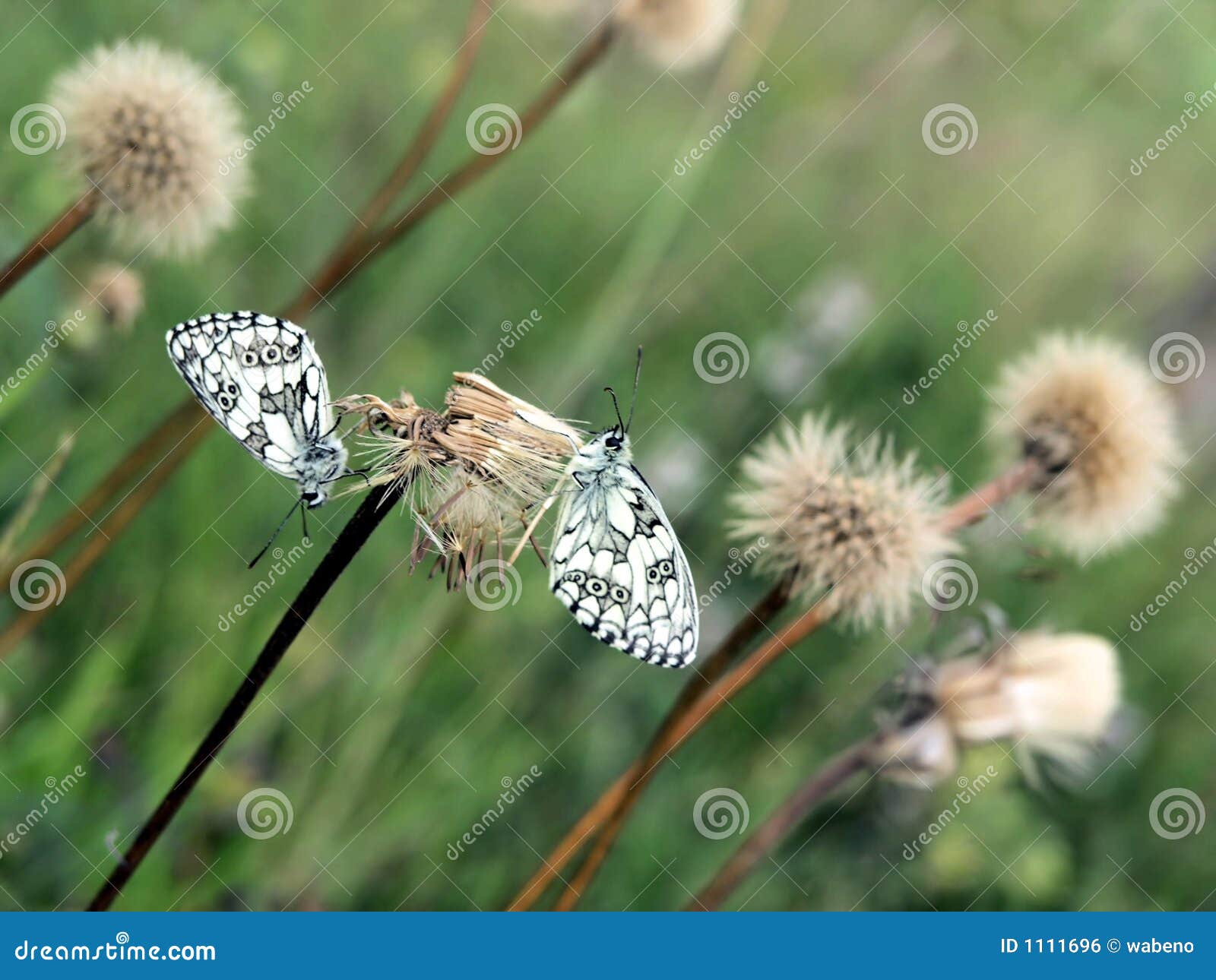 Two butterflies stock photo. Image of delicate, insect - 1111696
