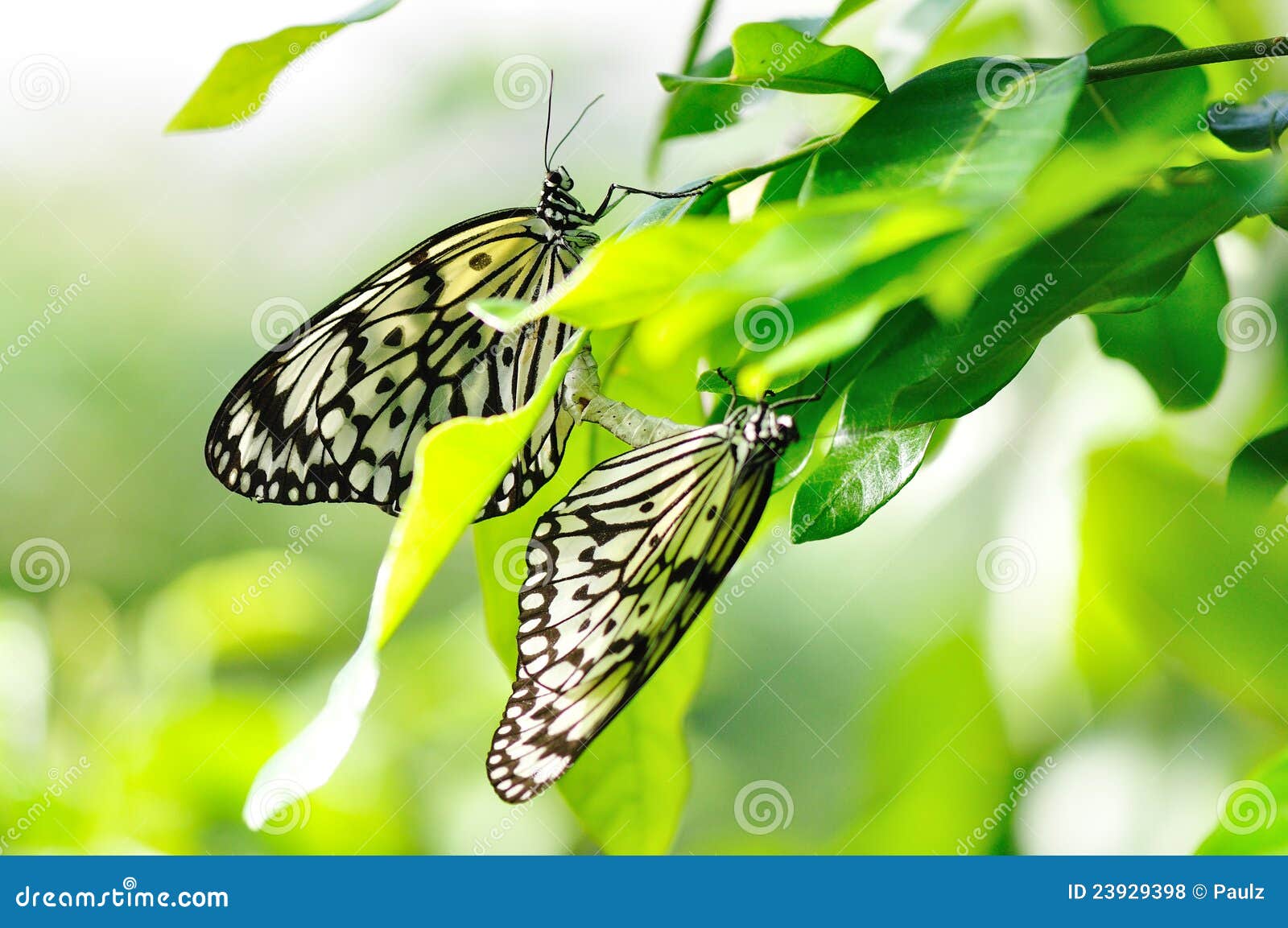 Two butterflies stock photo. Image of black, butterfly - 23929398