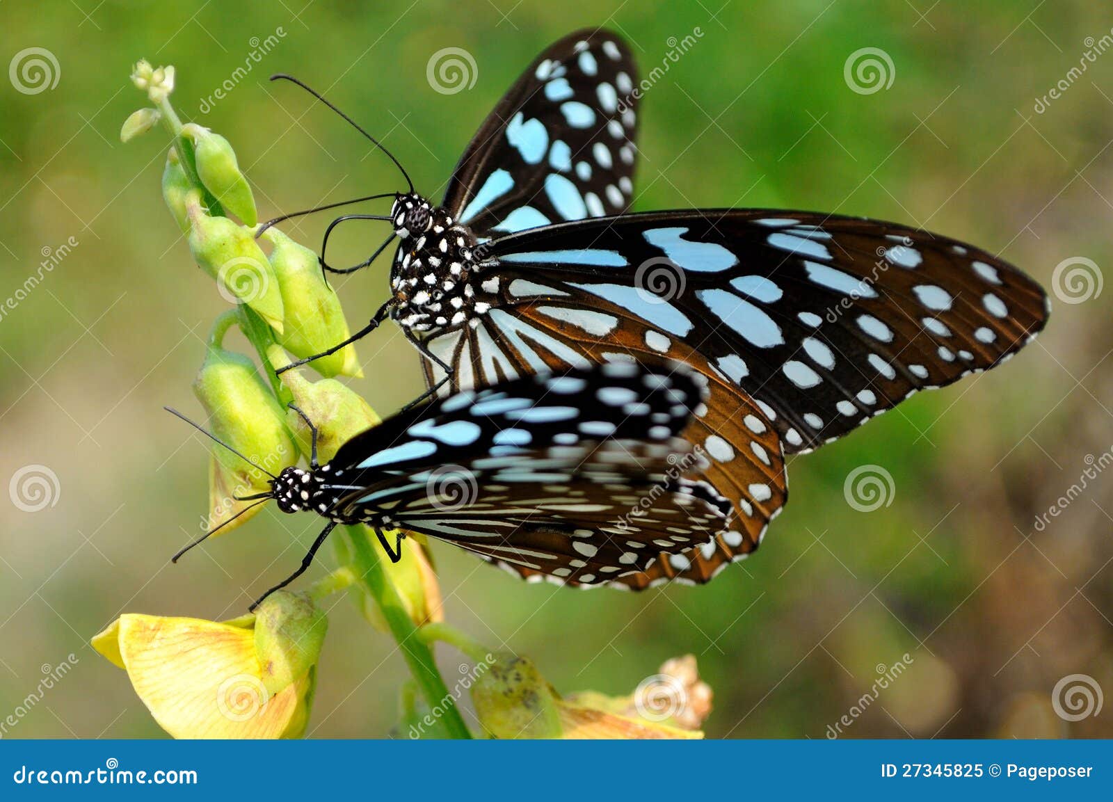 Two butterflies stock image. Image of green, flower, stem - 27345825