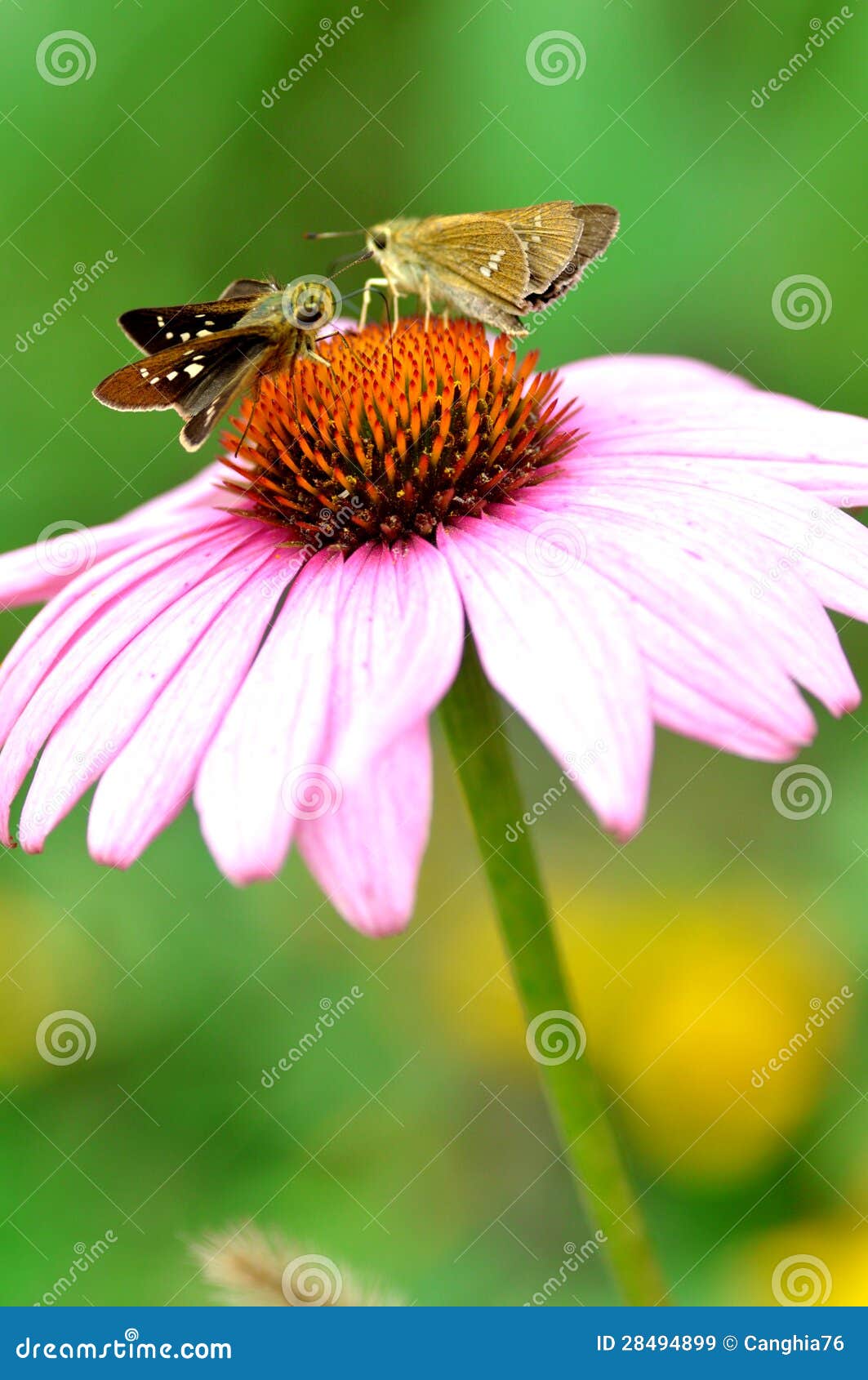 Two butterflies stock image. Image of insect, winged - 28494899