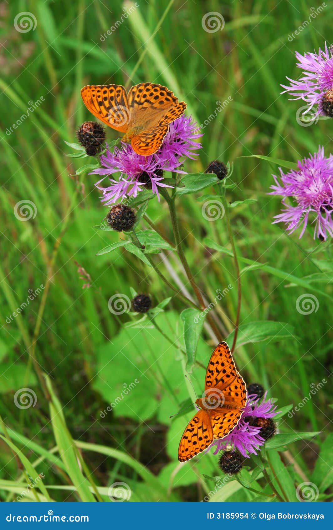 Two butterflies stock photo. Image of wildlife, fairy - 3185954