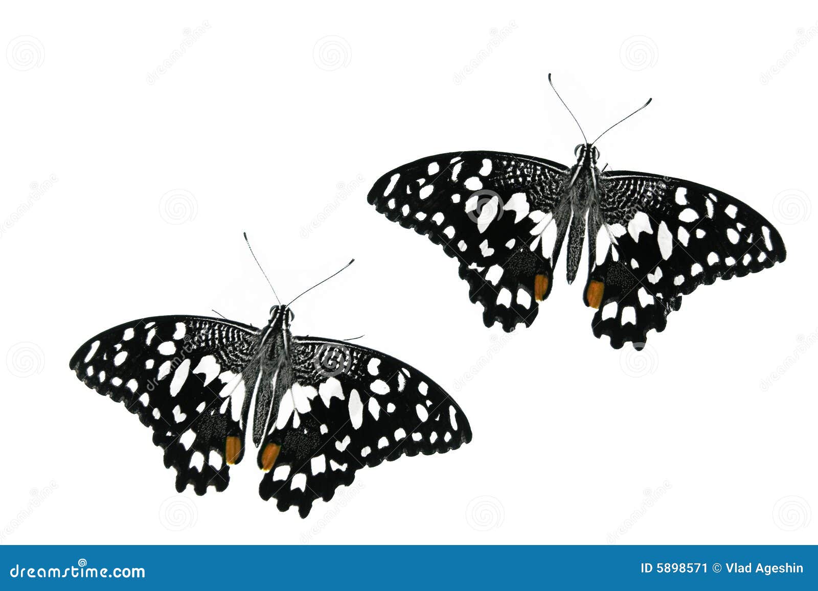 Two butterflies stock image. Image of fragility, freedom - 5898571