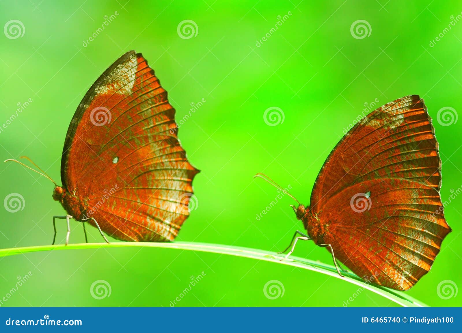Two Butterflies stock photo. Image of textures, butterfly - 6465740