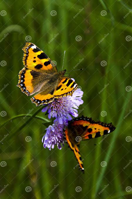 Two butterflies stock photo. Image of rail, freshness - 9985770