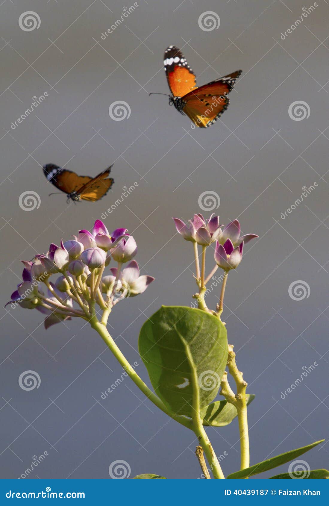 Hovering Butterflies Stock Photos - Free & Royalty-Free Stock Photos ...