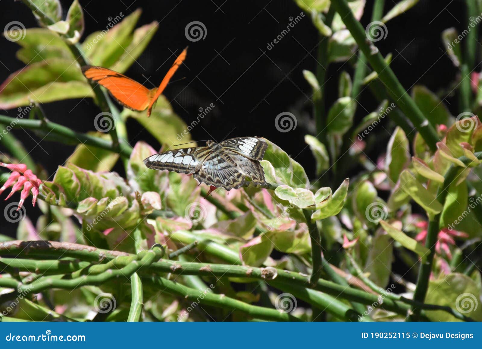 Two Butterflies Flying Around in a Garden Stock Image - Image of ...