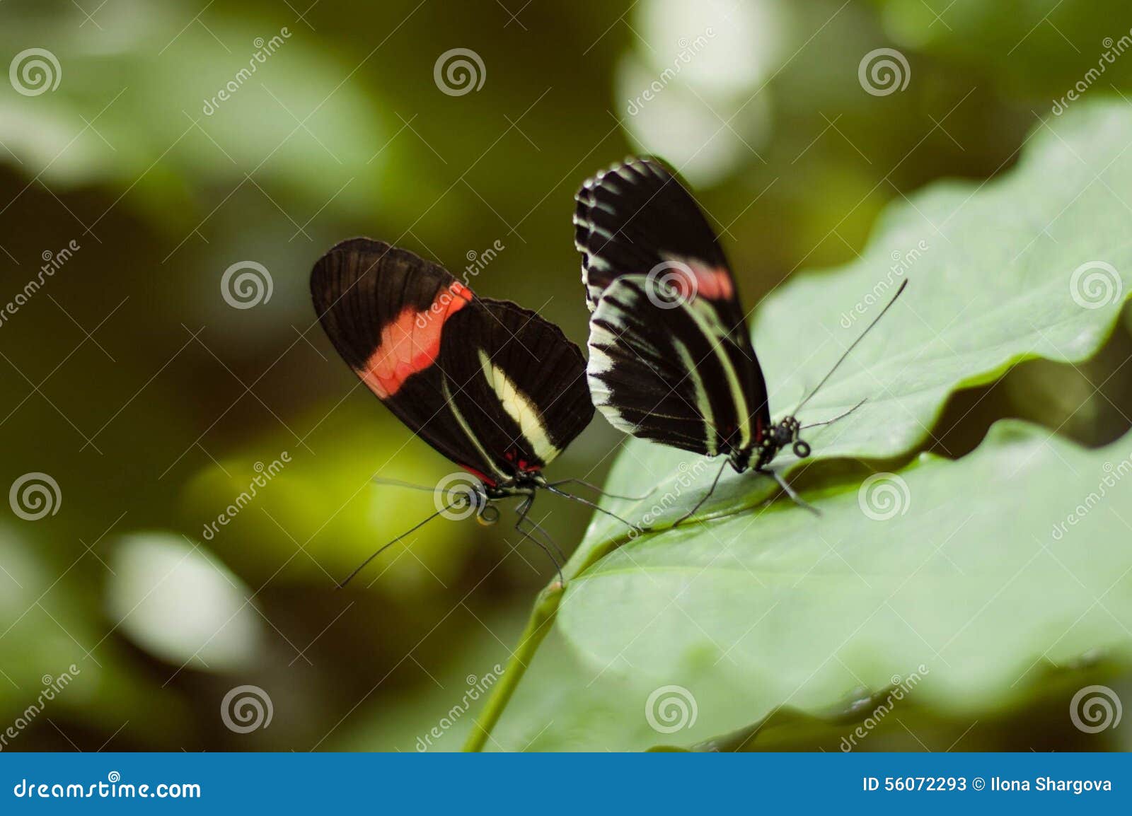 Two butterflies stock image. Image of summer, green, insect - 56072293