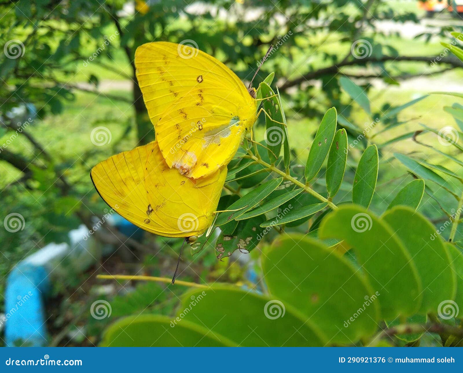 Two Butterflies Make Love Friendship Stock Photo - Image of friendship ...