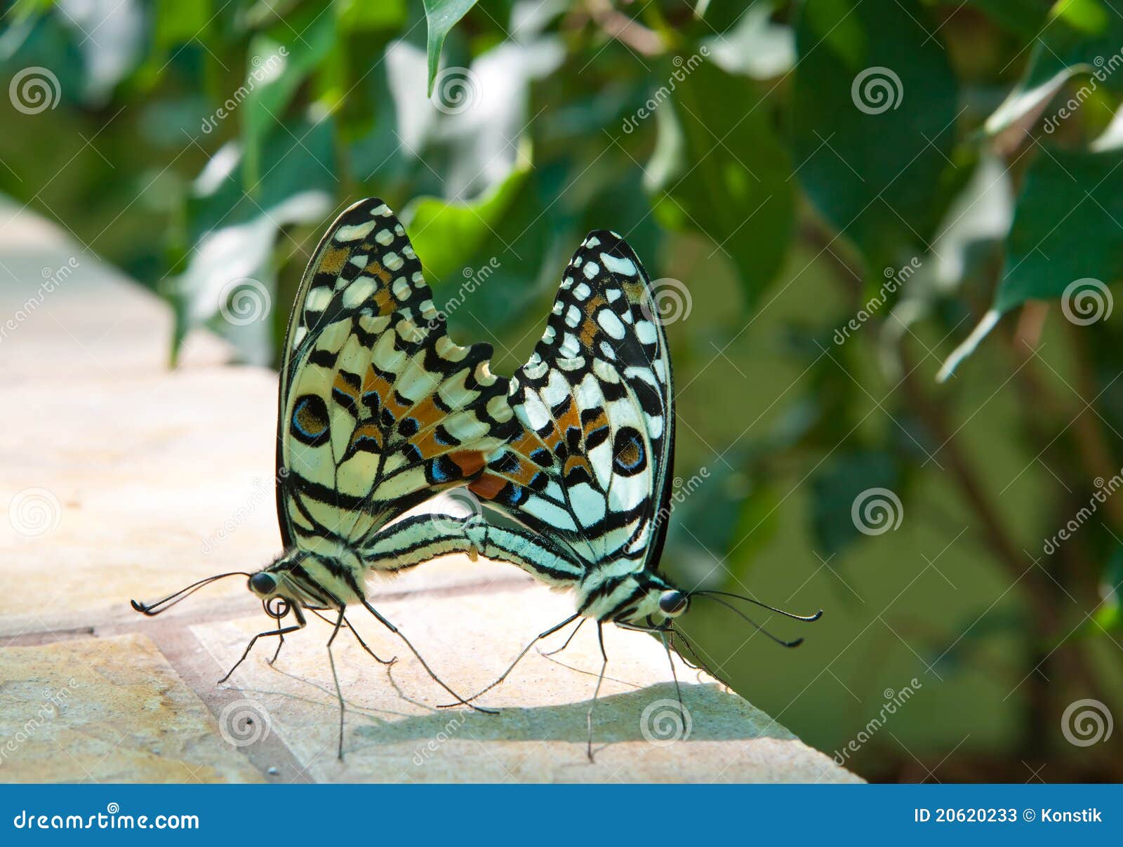 Two Butterflies during Pairing Stock Image - Image of decorate, flower ...