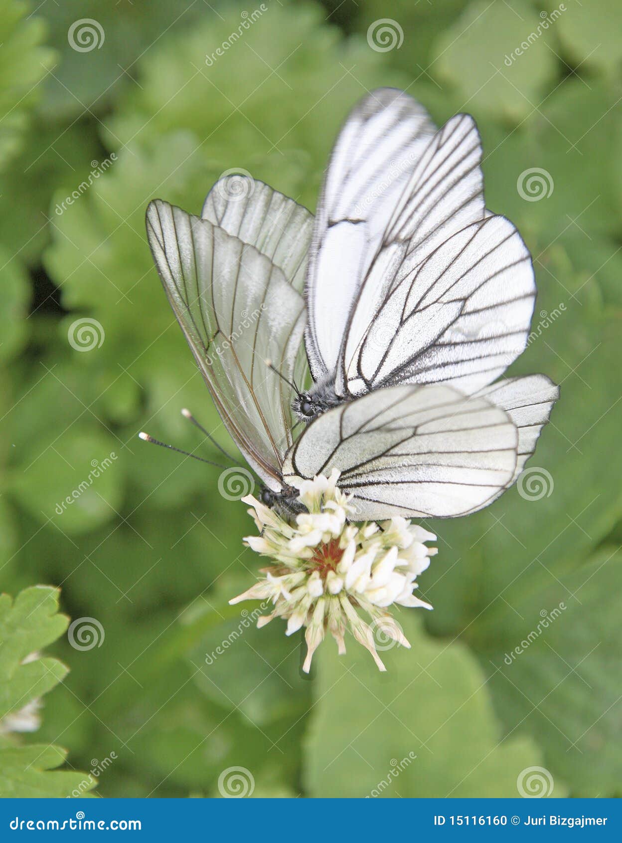Two Butterflies on White Flower Stock Photo - Image of flower ...