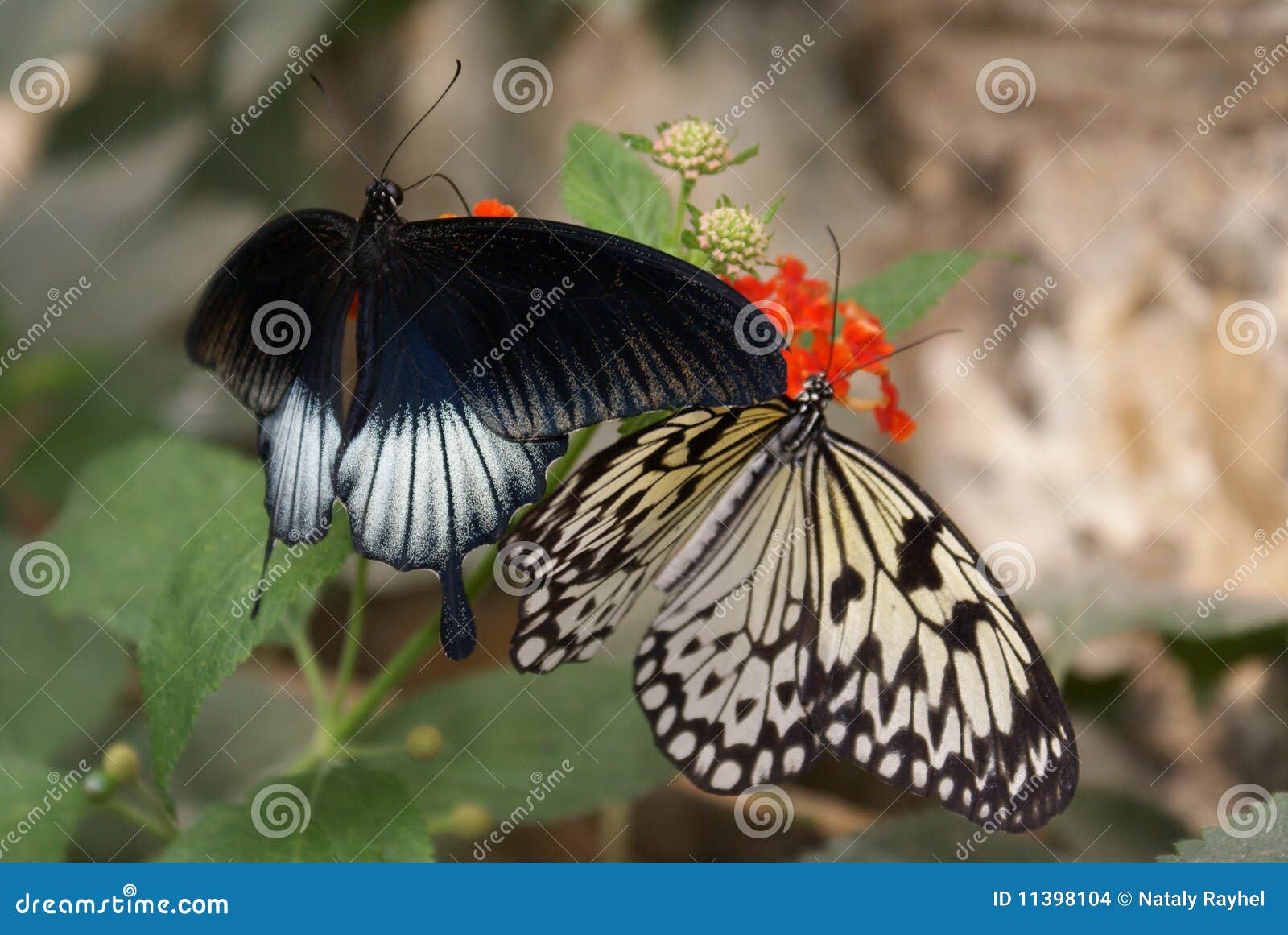 Two butterfly stock photo. Image of climate, friendship - 11398104