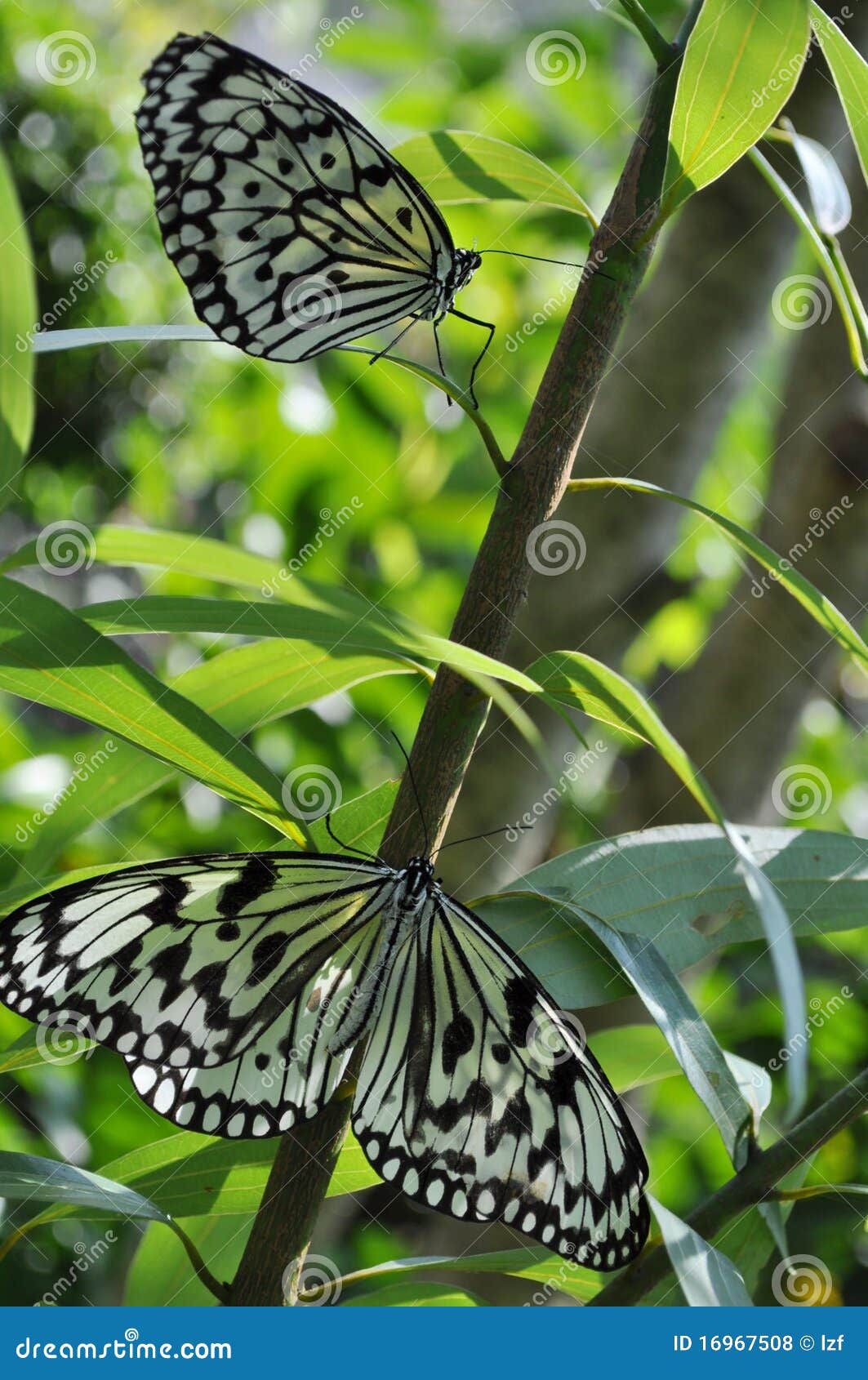 Two Butterfly stock photo. Image of green, nature, butterfly - 16967508