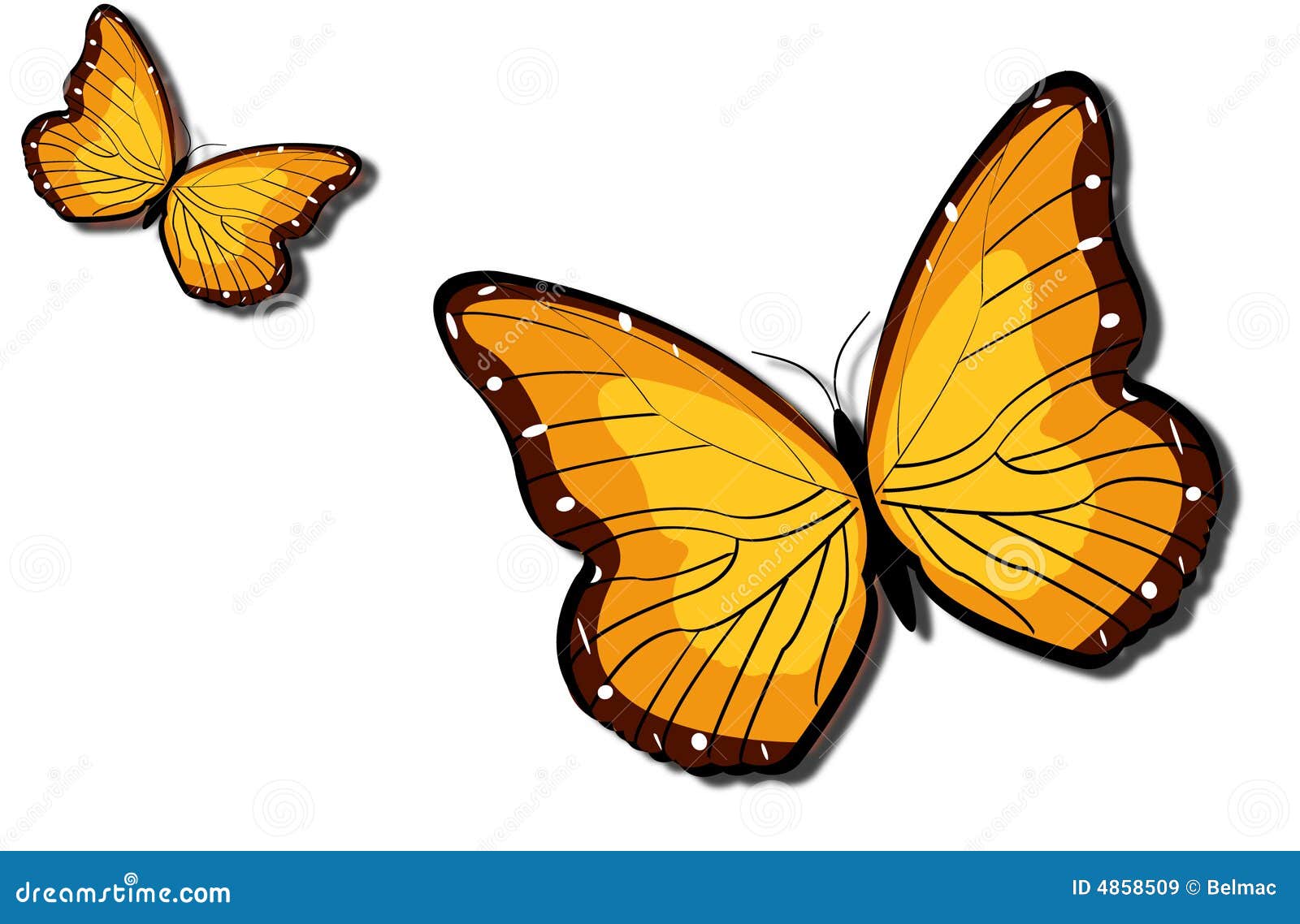 Two butterfly stock illustration. Illustration of butterfly - 4858509