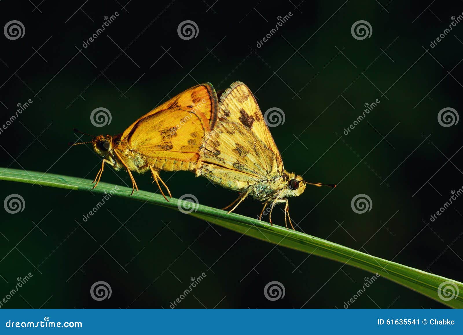 Two butterfly stock image. Image of abdomen, macro, couple - 61635541