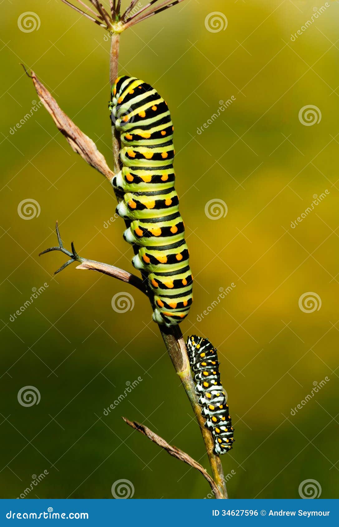 Two butterfly larvae stock photo. Image of legs, butterfly - 34627596