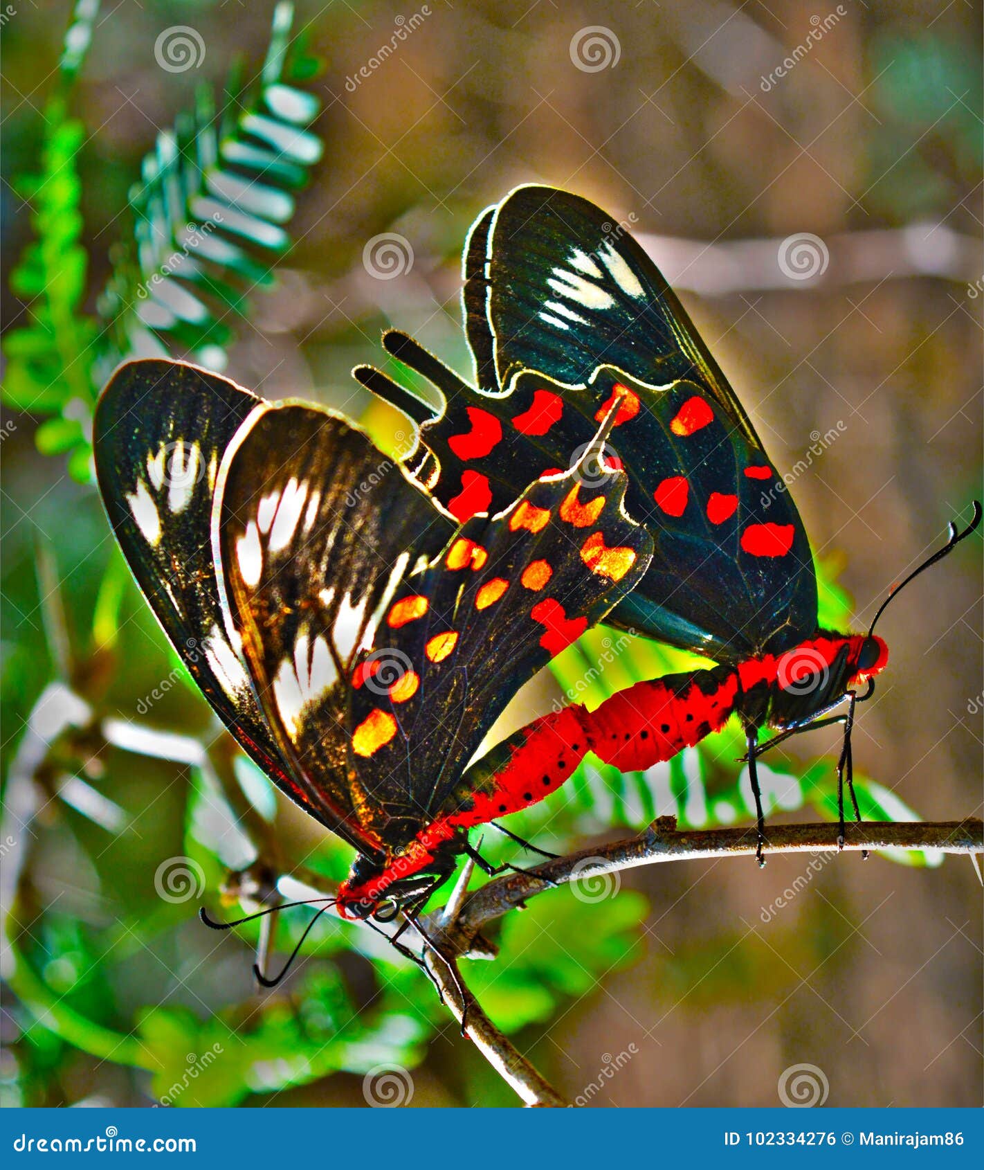 Two butterfly love stock photo. Image of collection - 102334276