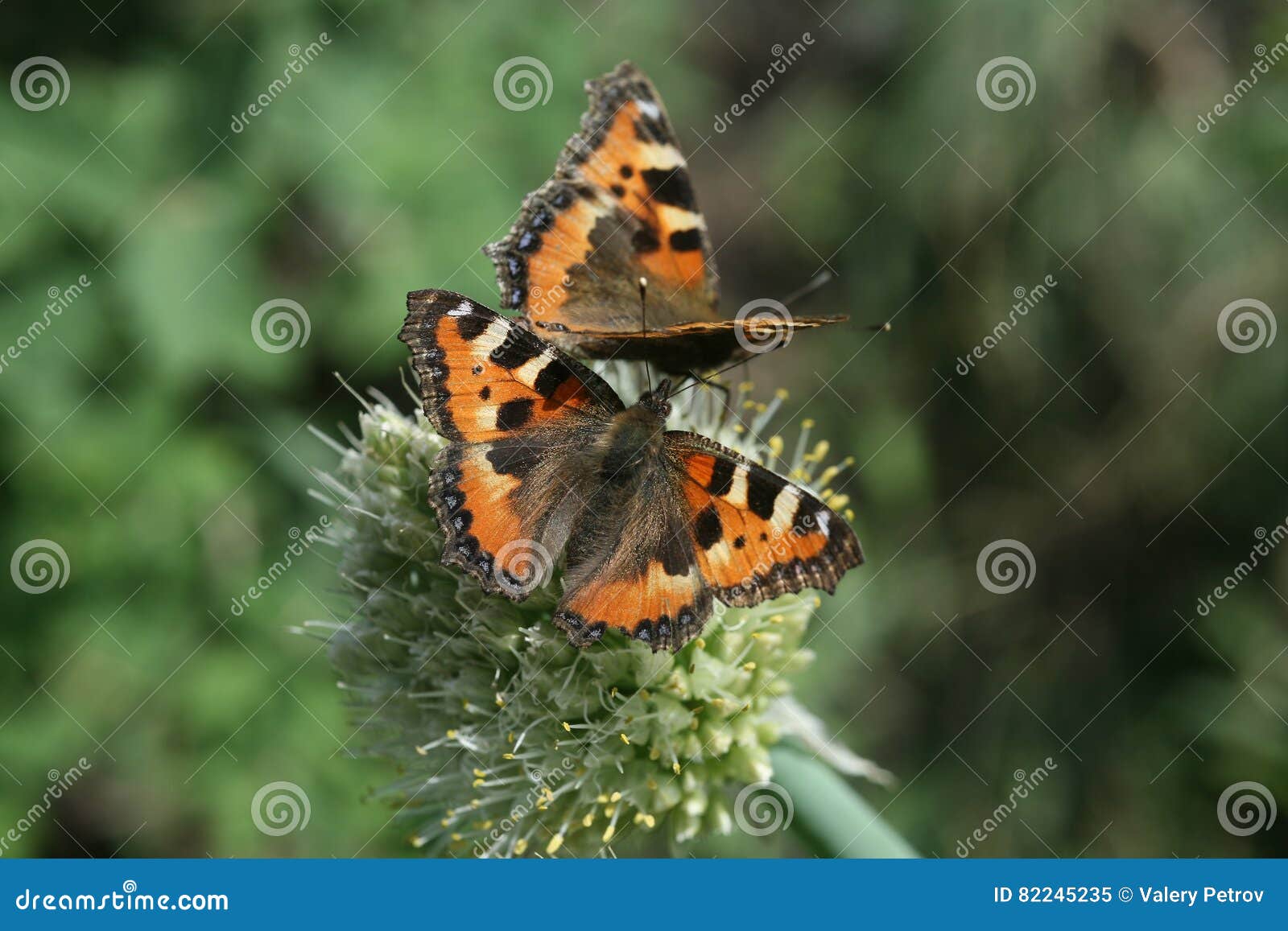 The Butterfly Rash On The Inflorescence Purple Celosia Royalty-Free ...