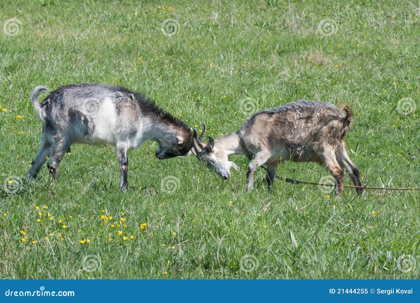 Two butting goat stock image. Image of love, confrontation - 21444255