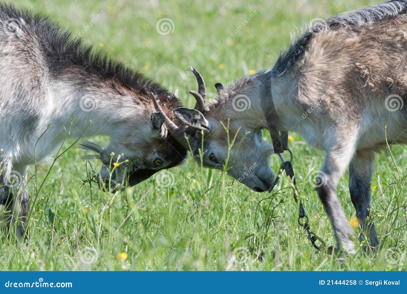 Two butting goat stock photo. Image of playful, sheep - 21444258