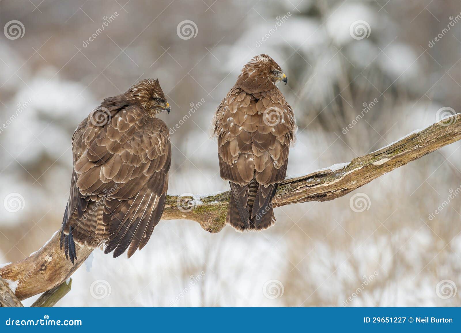 Two buzzards looking right stock image. Image of right - 29651227