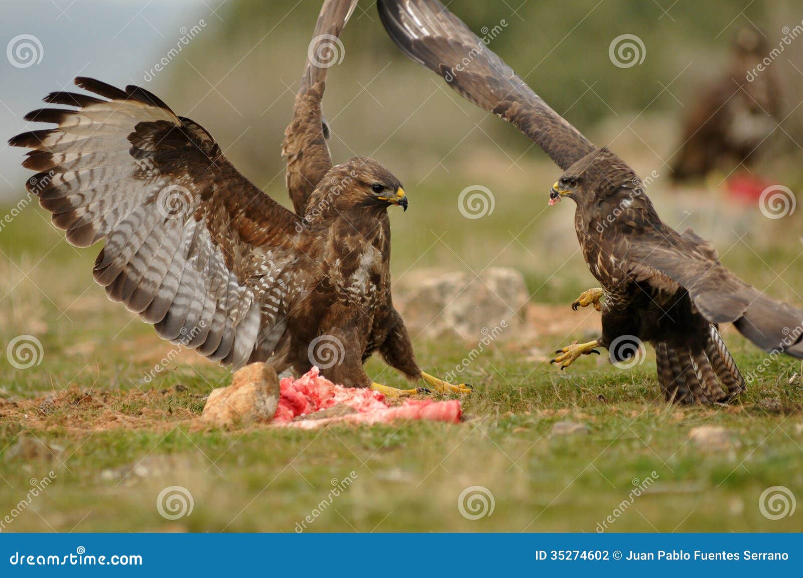 Two buzzards stock photo. Image of golden, natural, beak - 35274602