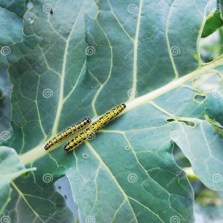 Two cabage bugs stock image. Image of detail, brassicae - 16253367