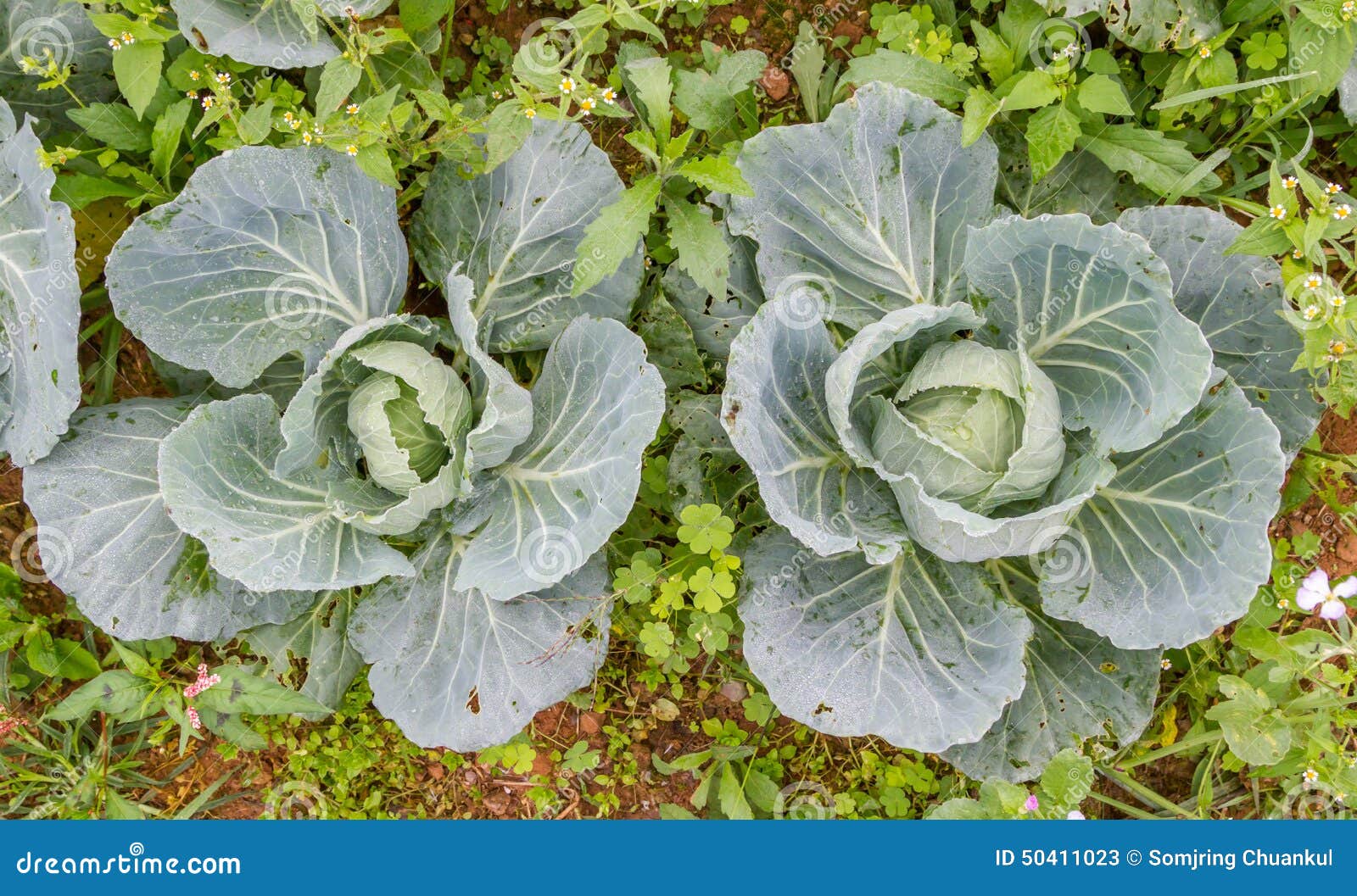 Two Cabbage on land. stock image. Image of closeup, growing - 50411023