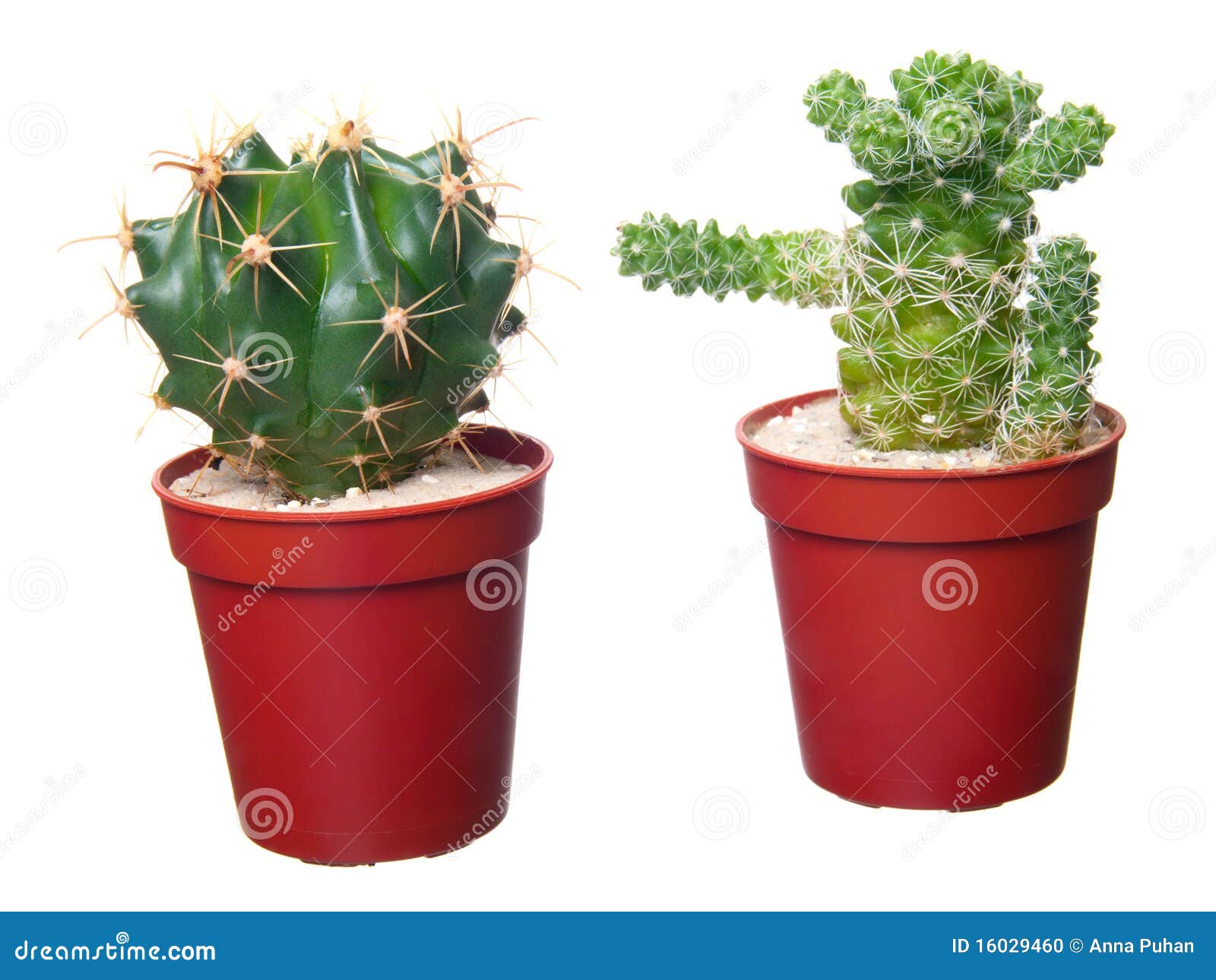 Two cactus stock photo. Image of colorful, plant, opuntia - 16029460