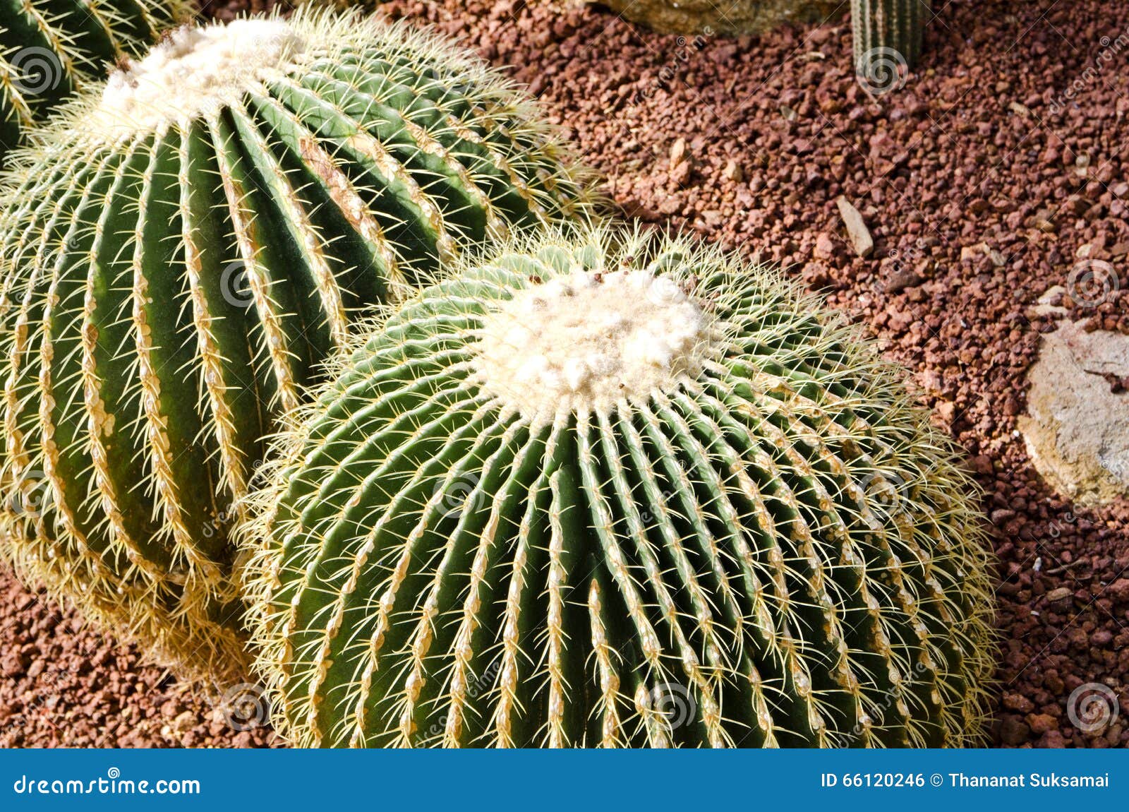 Two cactus on the desert. stock photo. Image of cactus - 66120246