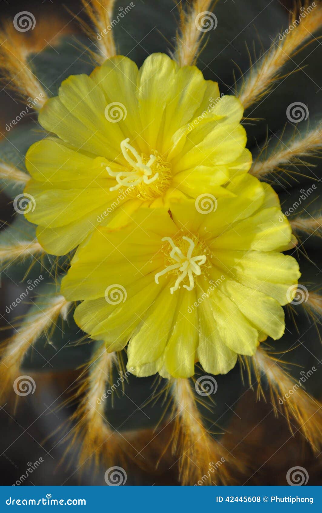Two cactus flower stock photo. Image of floral, flowers - 42445608