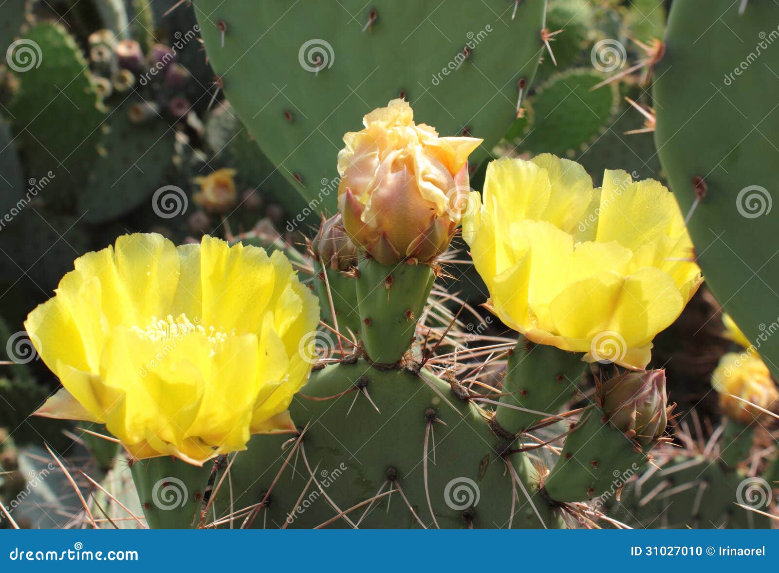 Two cactus flowers stock photo. Image of group, plants - 31027010