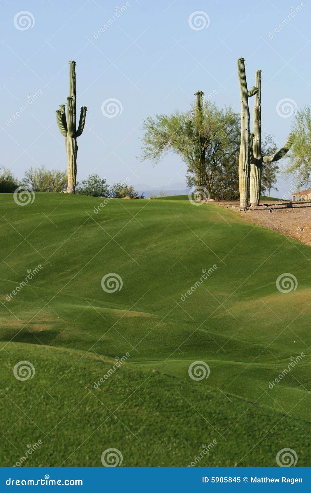 Two Cactus on a Golf Course Stock Image - Image of lush, fairway: 5905845