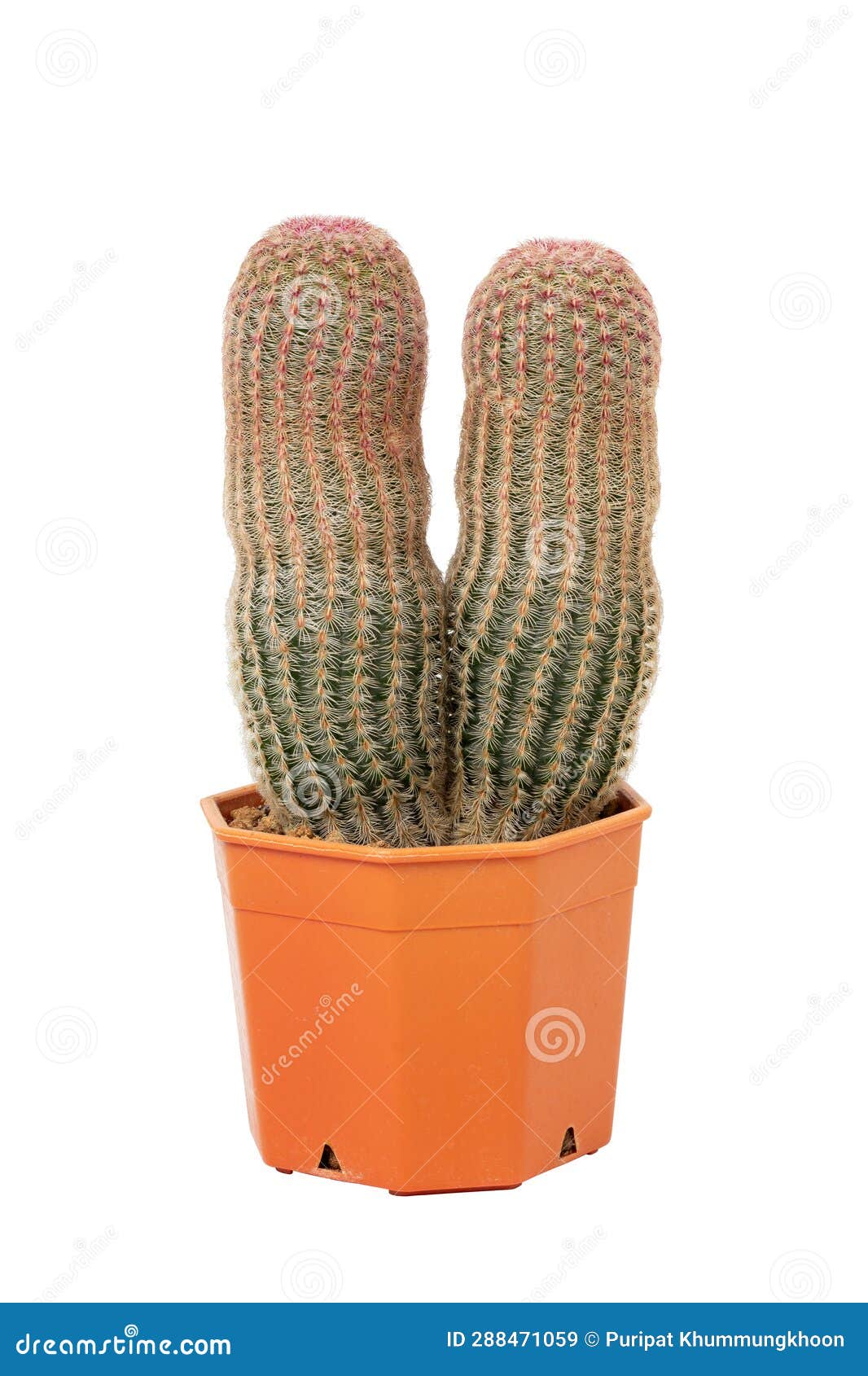Two Cactus in a Orange Pot Isolated on White Background Stock Image ...