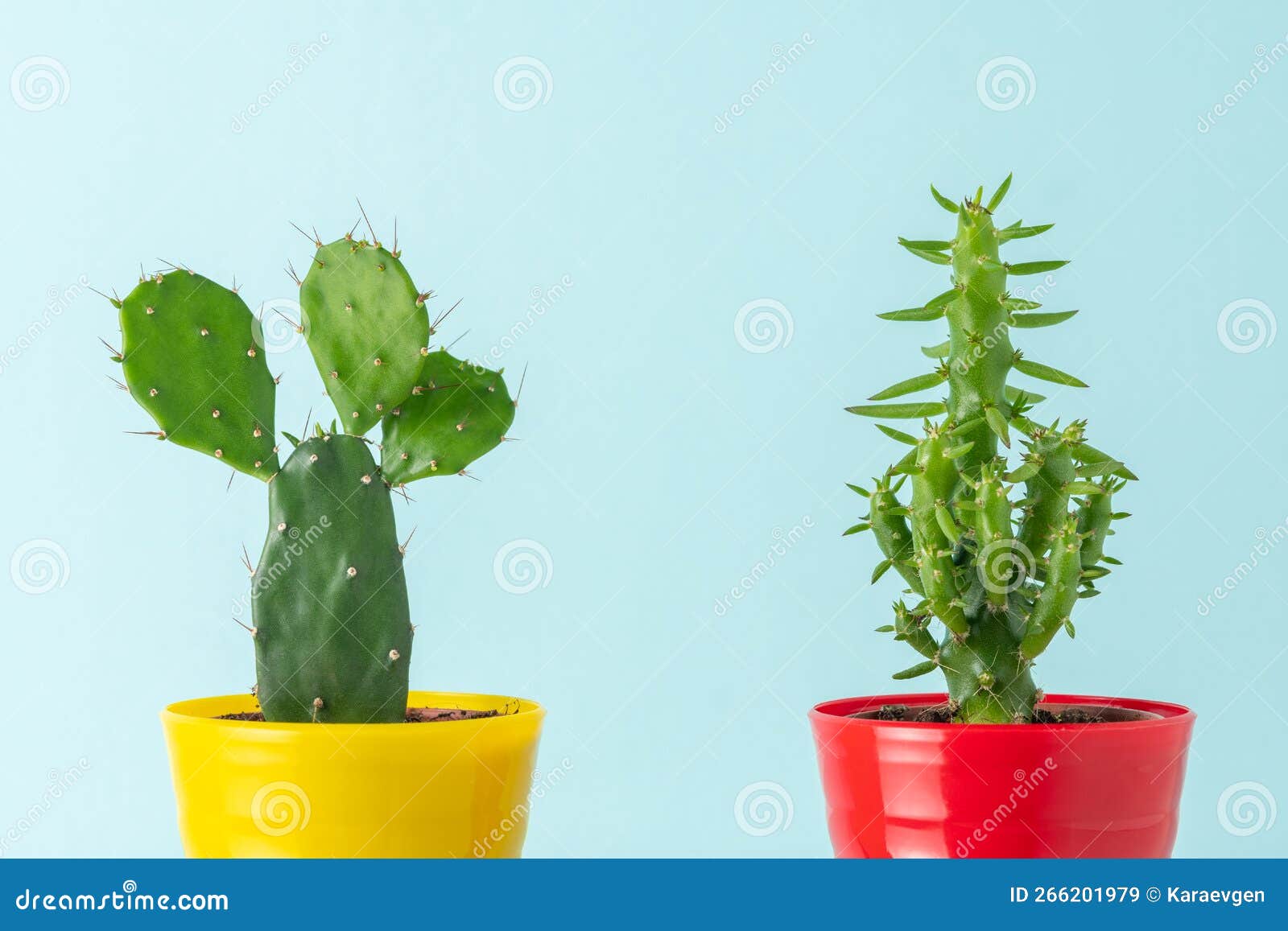 Two Cactus Plants in Pots on Blue Backdrop. Minimal Background Stock ...