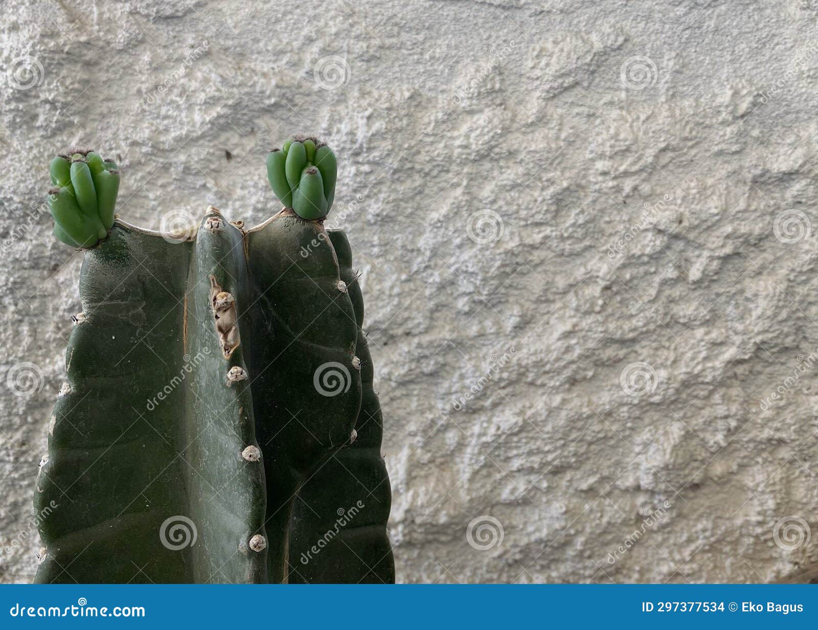 Two cactus saplings stock photo. Image of white, saplings - 297377534