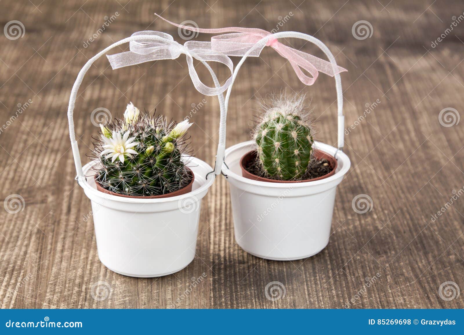 Two Cactuses Decorated with Bows Stock Photo - Image of botany ...