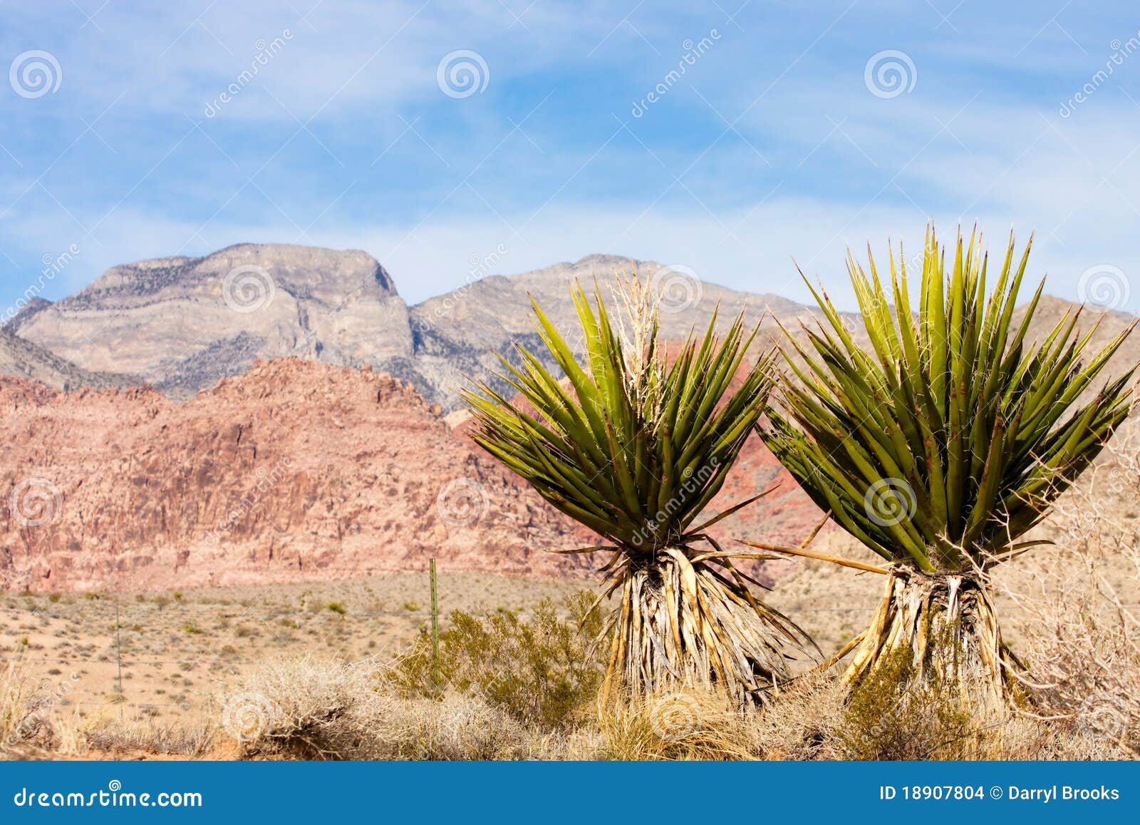 Two Cactuses in Foreground stock photo. Image of cactus - 18907804
