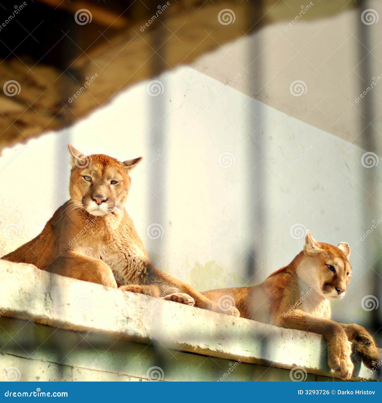 Focus Hunting Puma Stock Photos - Free & Royalty-Free Stock Photos from ...